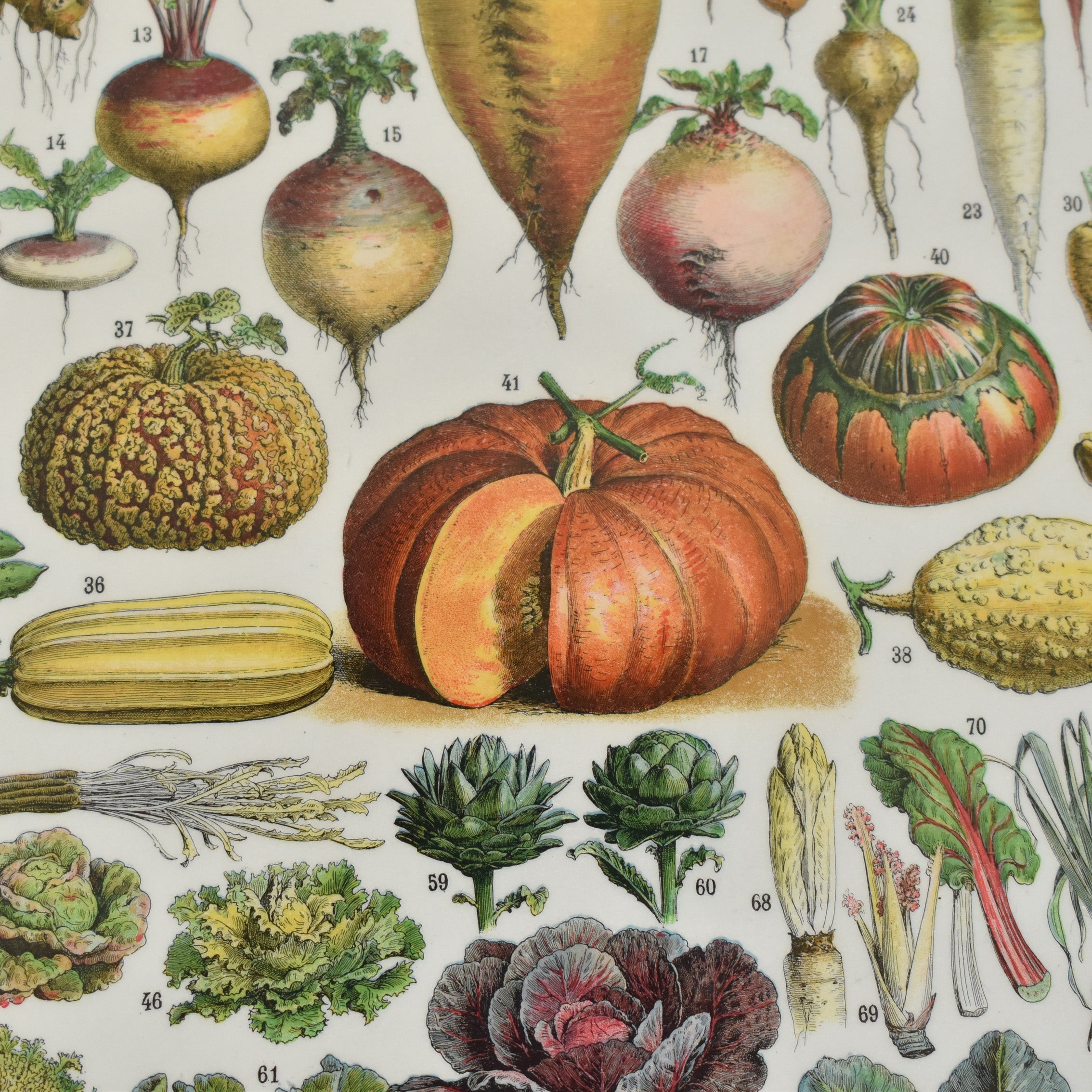 ヴィンテージ ラルース イラスト Legumes (野菜） — Loane Interior