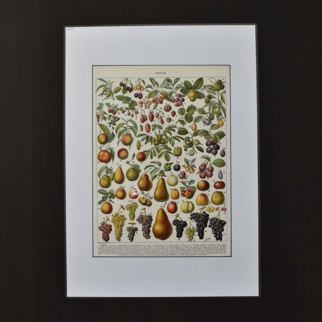 ヴィンテージ ラルース イラスト Fruits (果物） — Loane Interior